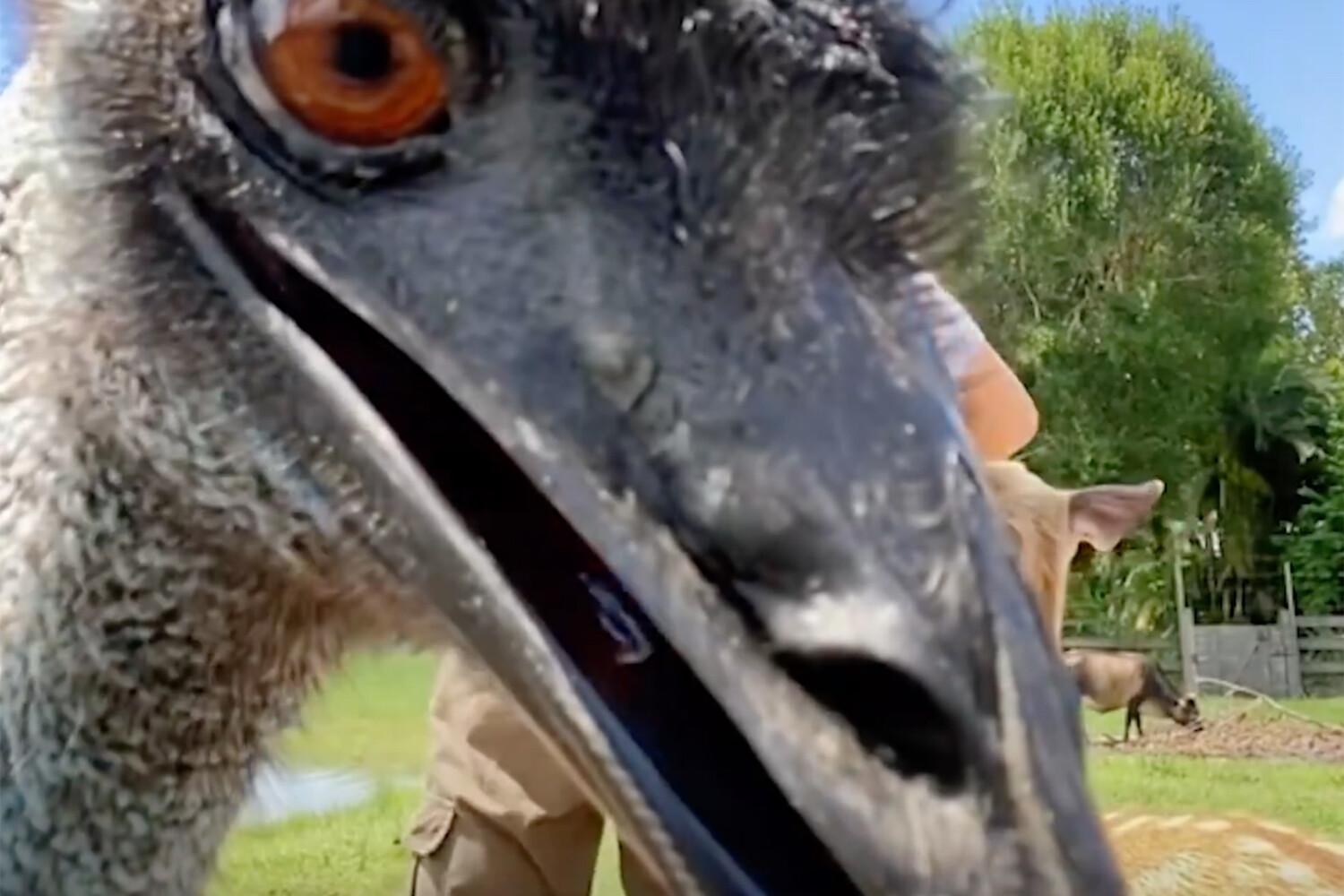 Curious ostrich named Emmanuel becomes TikTok star | Caliber.Az
