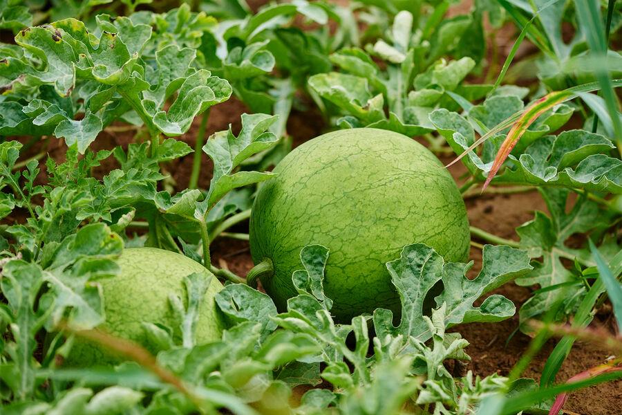 Biologists: People start cultivating watermelons in ancient times ...